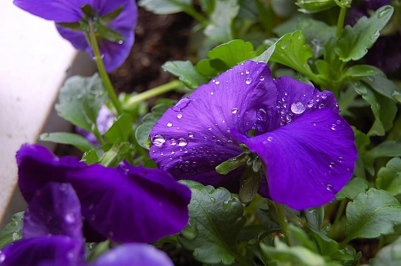 Comments on G1 IQ from a camera store | Page 2 | DPReview Forums