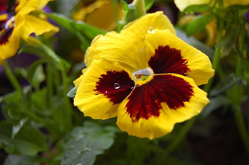 Comments on G1 IQ from a camera store | Page 2 | DPReview Forums