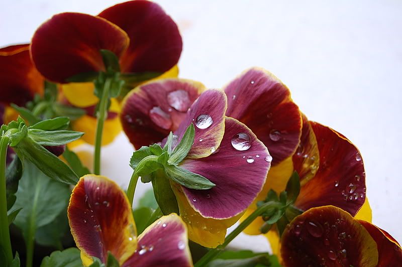 Comments on G1 IQ from a camera store | Page 2 | DPReview Forums