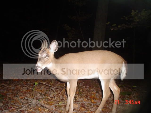 Post your ugliest deer pics | Page 2 | Archery Talk Forum
