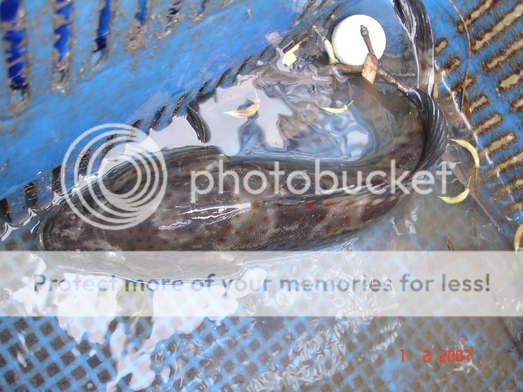 Orange spots on Estuary cod - Freshwater - Australian Fishing Online