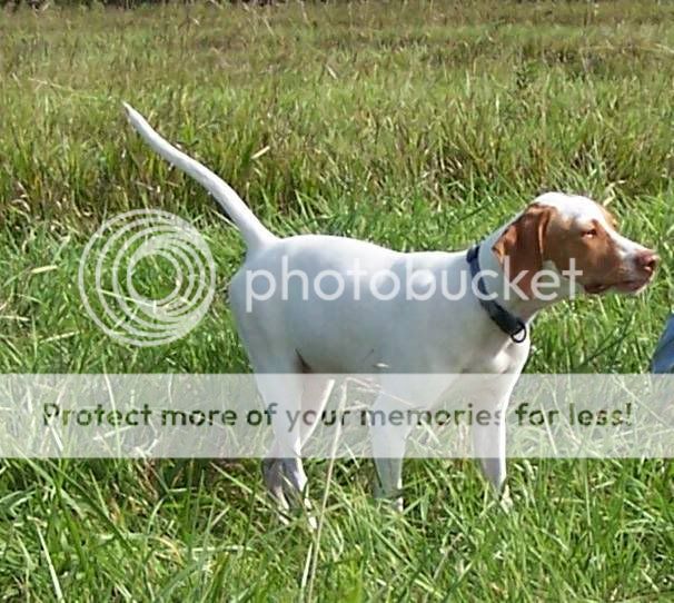 Pointer Tail - Gun Dog Forum