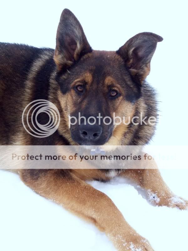 How common are saddle backs? | German Shepherds Forum