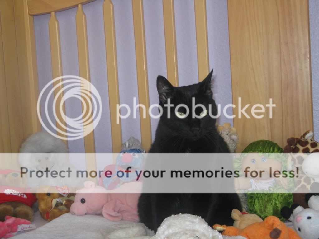 Favorite pet – Non Film Score Discussion – Film Score Monthly ...