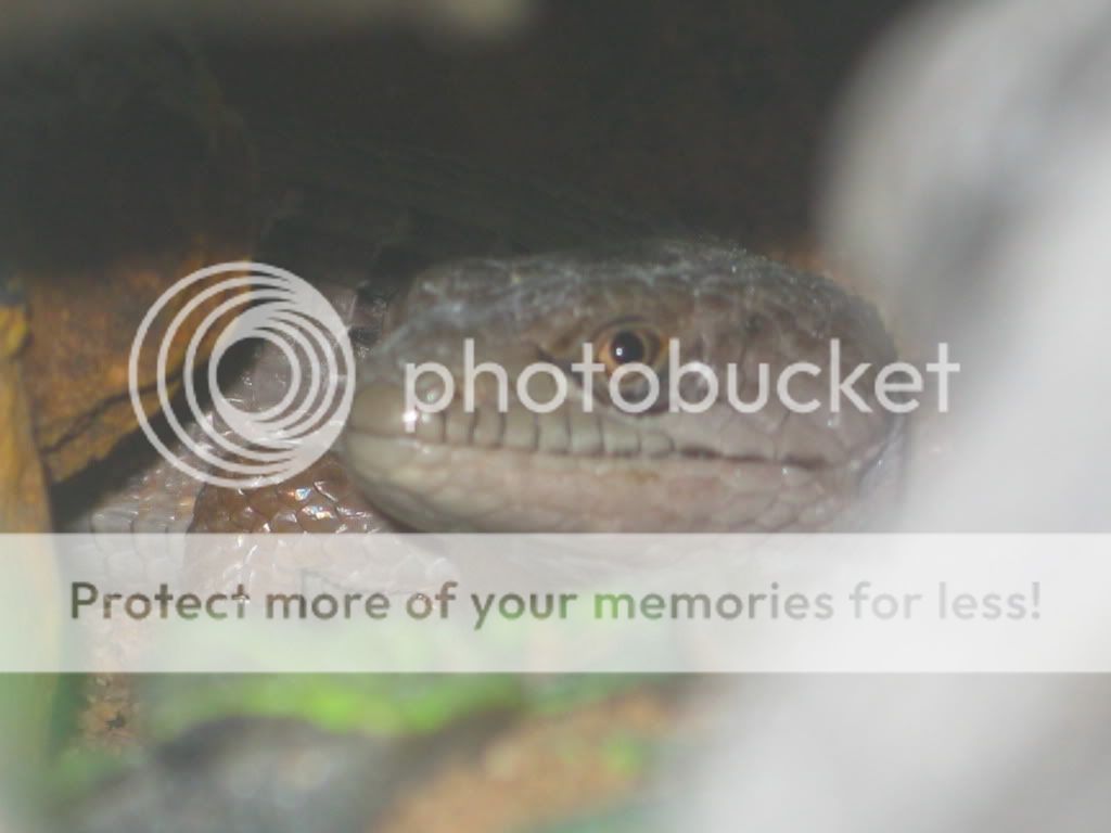 Favorite pet – Non Film Score Discussion – Film Score Monthly ...