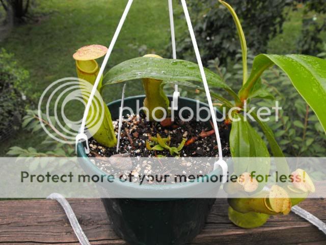 what are the easiest nepenthes to grow? - FlyTrapCare Forums