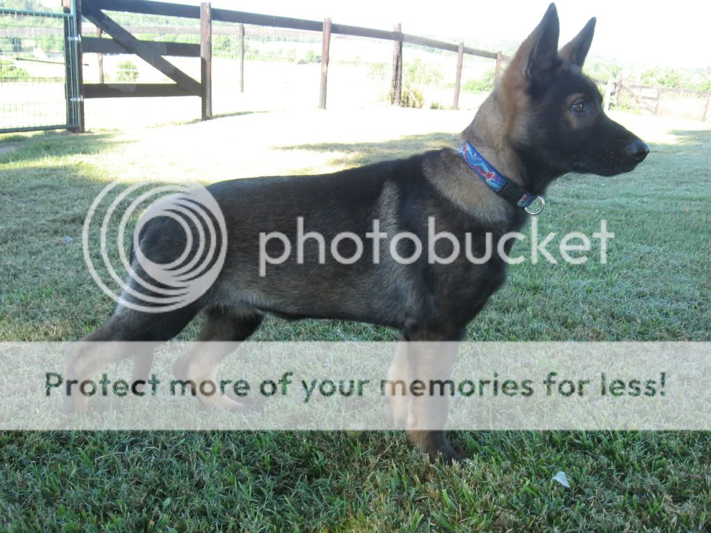 New stack of Drake | German Shepherds Forum