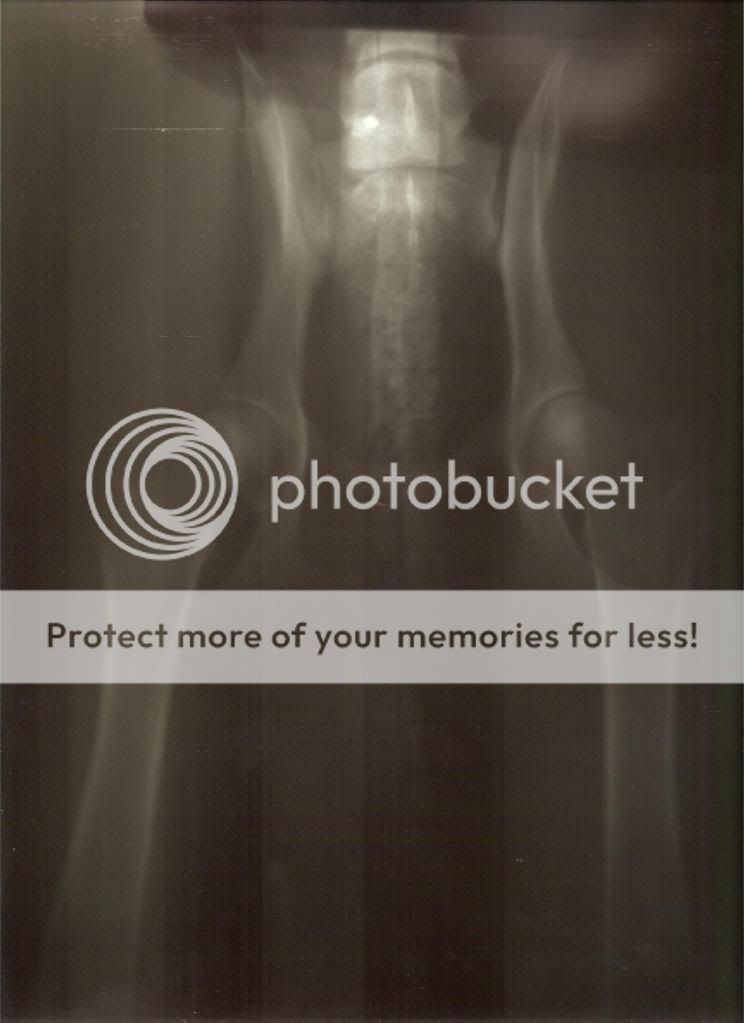 OFA Prelim X-rays | German Shepherds Forum