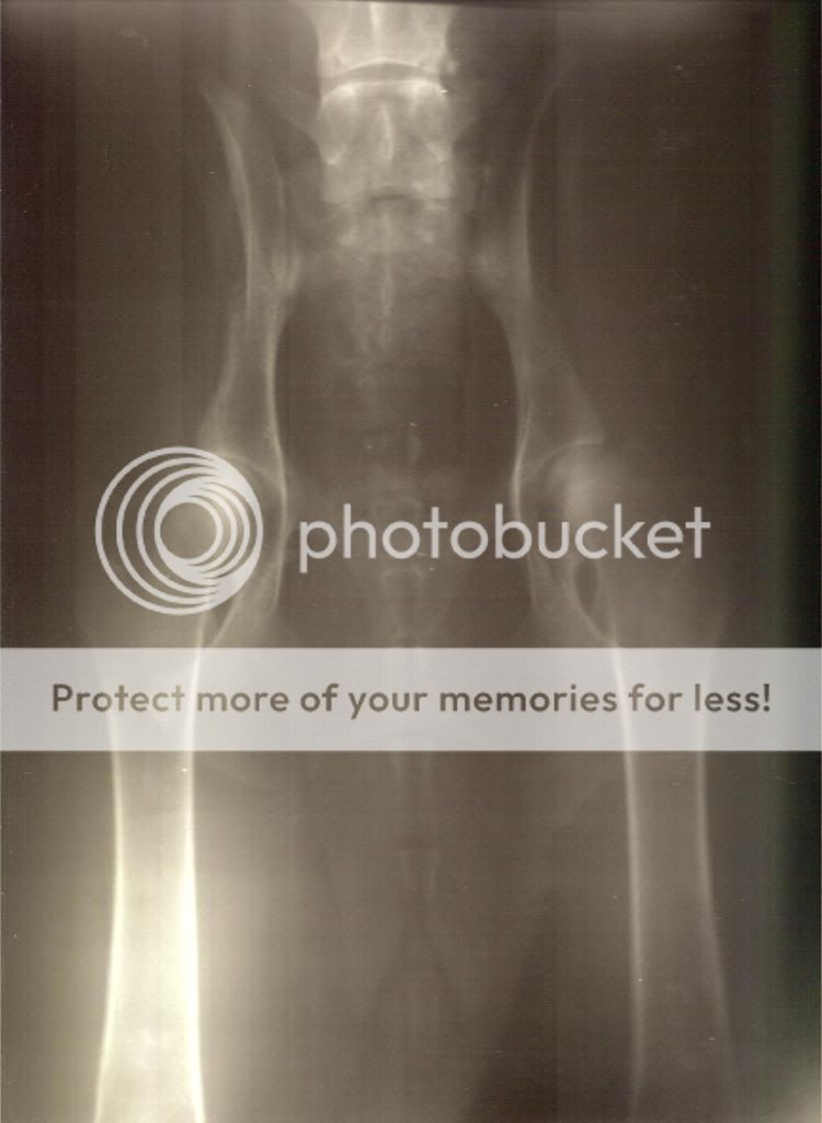 OFA Prelim X-rays | German Shepherds Forum